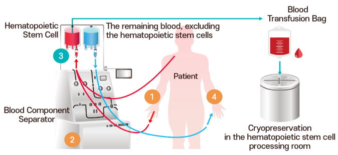 Hematopoietic Stem Cell Transplantation · Autologous Hematopoietic Stem ...